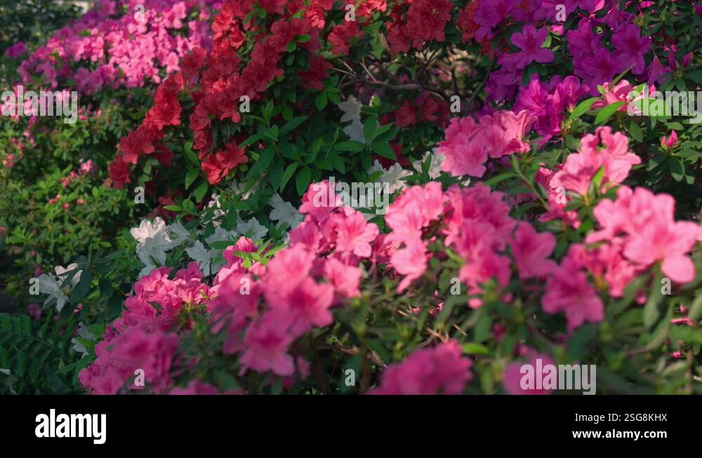 Rhododendron azalea flowering Stock Videos & Footage - HD and 4K Video ...