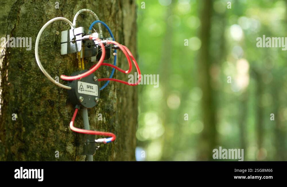 Science station scientific measurement tree sap flow transpiration ...
