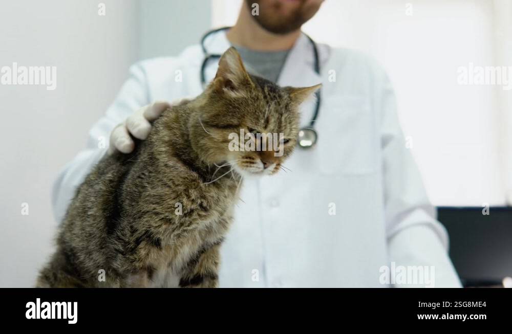 Vet stroking a fluffy domestic cat before procedure. Portrait of a cat ...