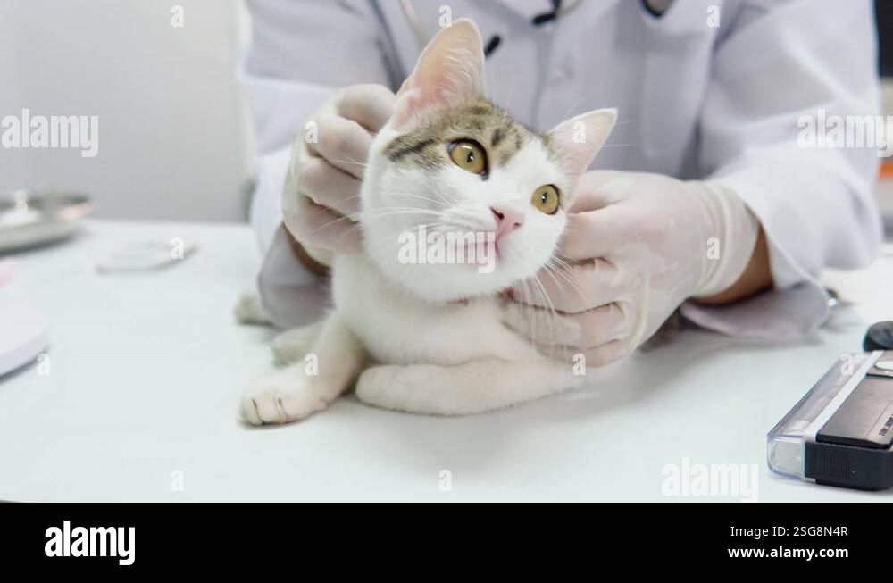 A cat having a check-up at a small animal vet clinic. Vet stroking a ...