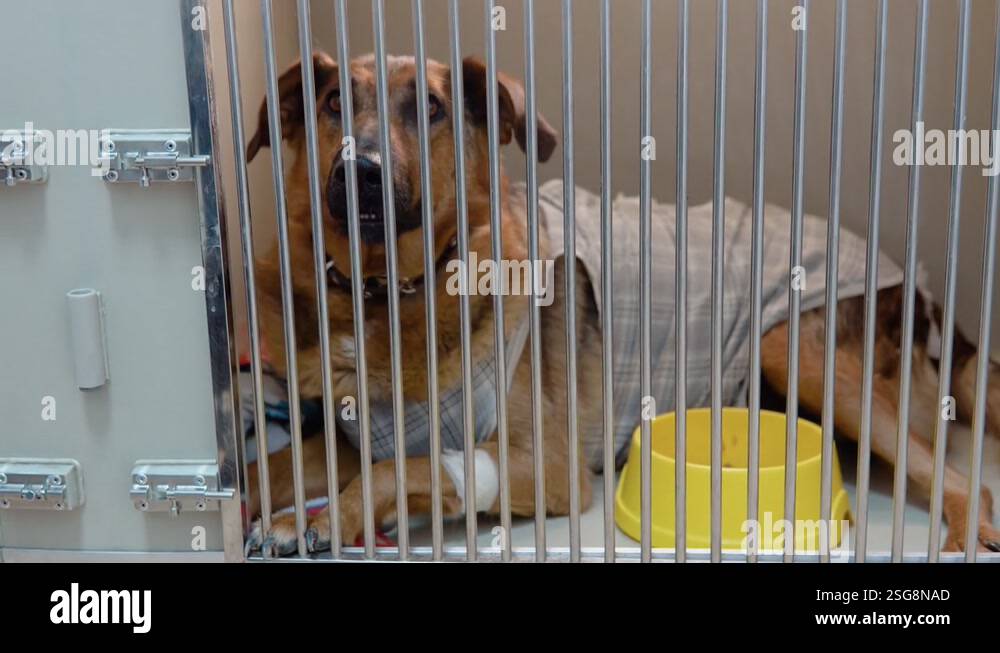 Mixed breed dog in animal shelter kennel cage sad face lonely scared at ...