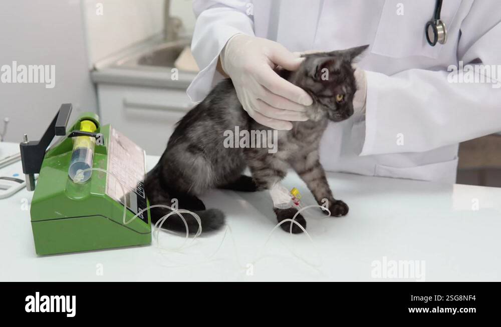 The veterinarian makes injection to cat using medical dropper Stock ...
