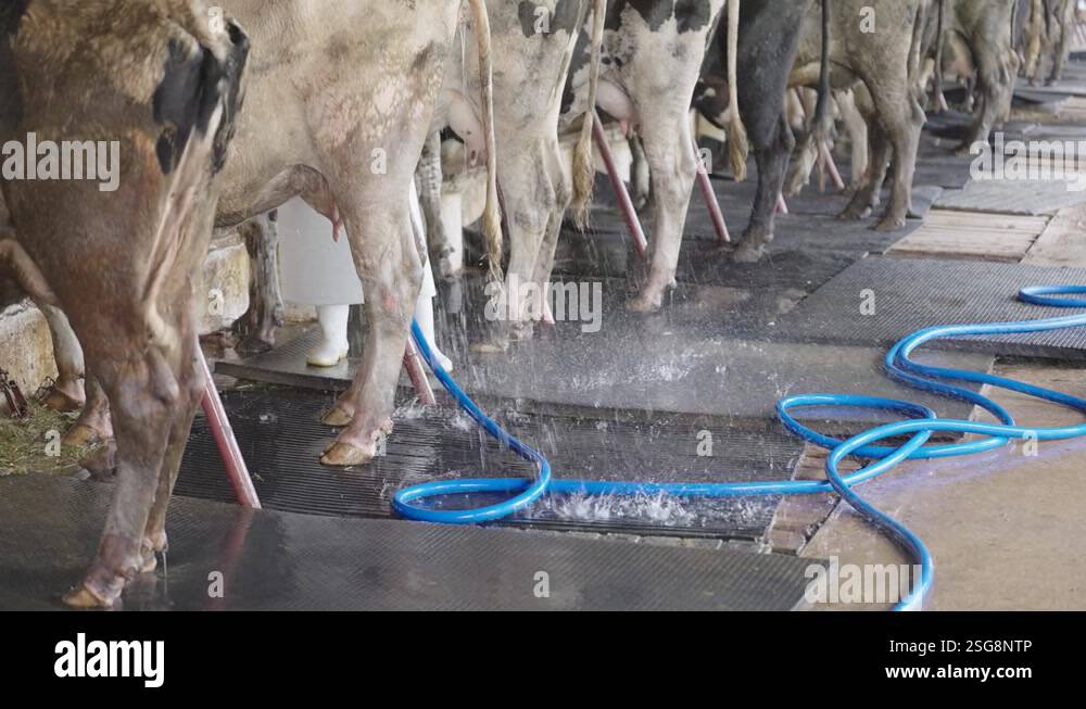 Farmer bathing the cow. Worker cleaning floor and cowshed in the dairy ...