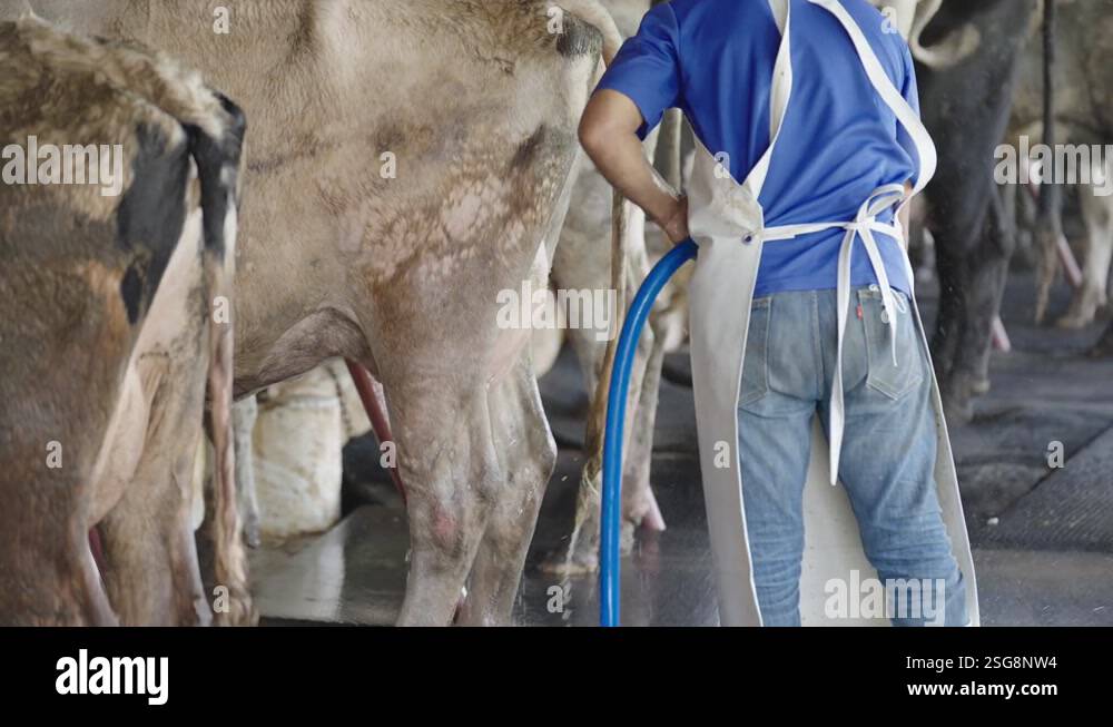 Farmer bathing the cow. Worker cleaning floor and cowshed in the dairy ...