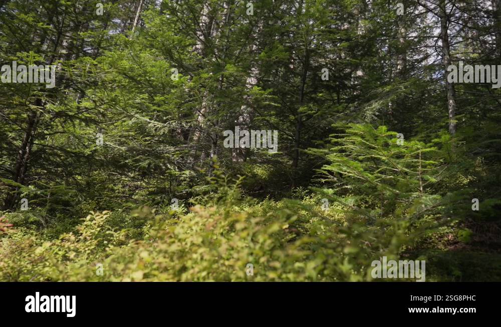 Spruce conifer trees, ferns and other growths, plants, trunks of woods ...