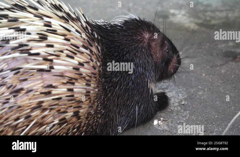 Wildlife close up shot of long whisker, stout-bodied rodent malayan ...