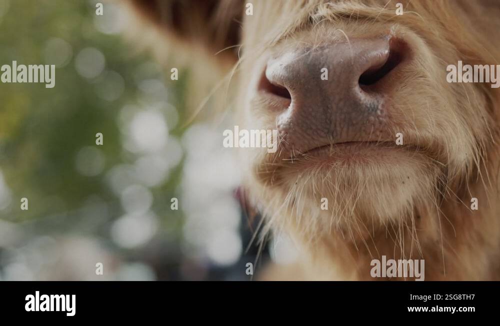Nose of a domestic brown bull, close-up Stock Video Footage - Alamy