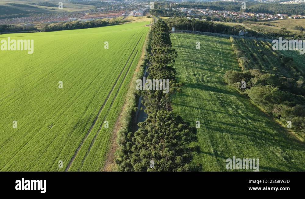 Wooded country road with pine trees, drone view Stock Video Footage - Alamy