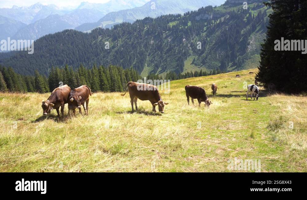 beautiful landscape in the mountains of the alps, cows graz and eat ...
