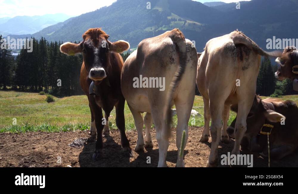 beautiful landscape in the mountains of the alps, cows graz and eat ...