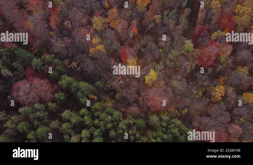 Autumn Forest Drone shot Video Stock Video Footage - Alamy