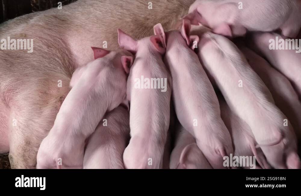 Pig sow piglets family group Stock Videos & Footage - HD and 4K Video ...