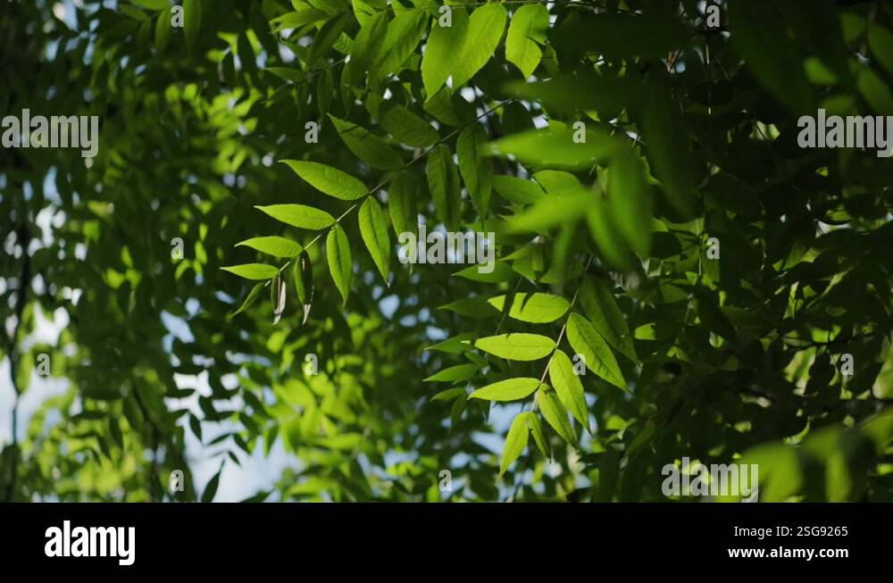 European ash Stock Videos & Footage - HD and 4K Video Clips - Alamy