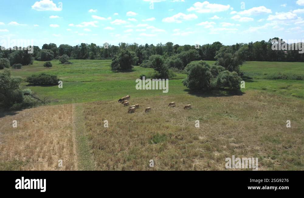 Grazing Cows On Field With Dense Trees During Summer. Aerial Wide Shot ...