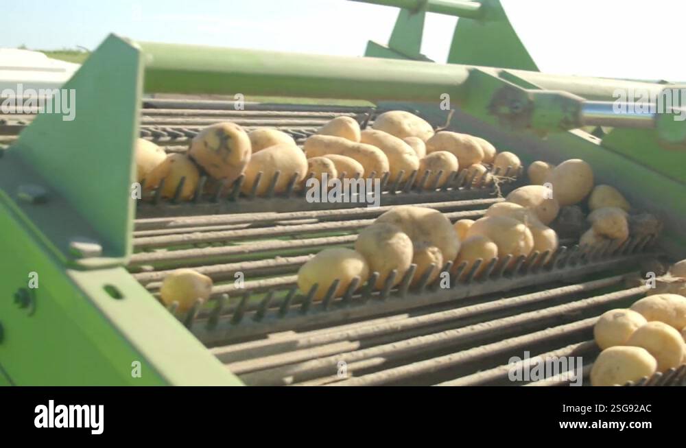 Potato Harvest - Farmers Sorting Potato Moving On Conveyor Belt Falling ...