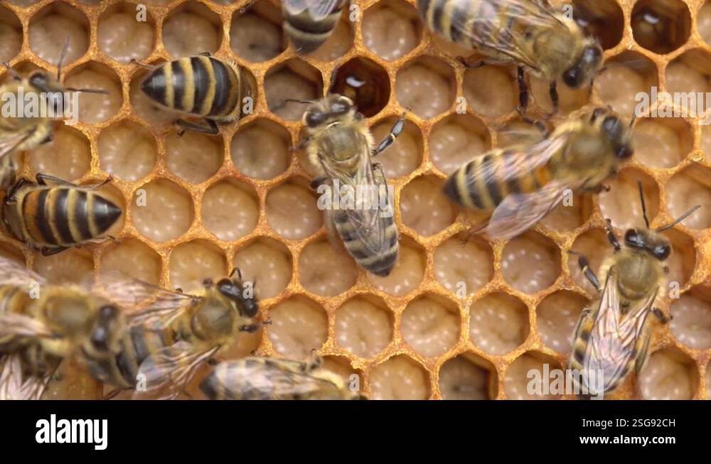 Varroa mites. Varroa destructor on a honey bee host. Honey Comb, Brood ...