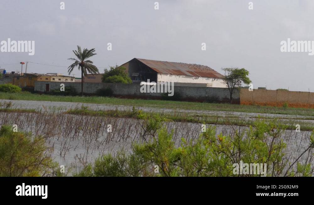 The flood has submerged the paddy field in Sindh, Pakistan destroying ...