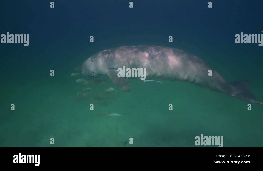 Dugong swimming along fish in tropical waters of Mozambique, Africa ...
