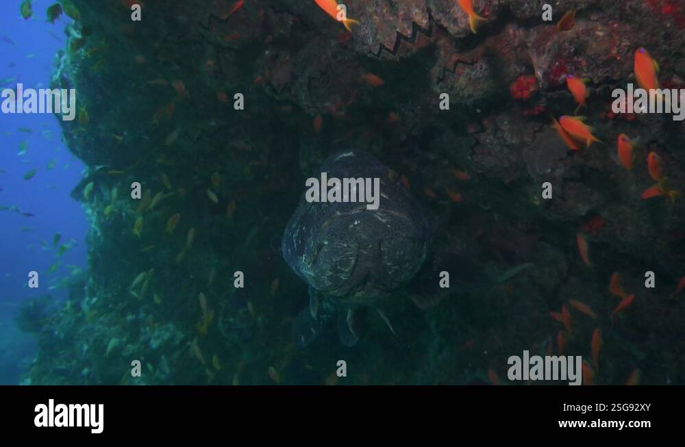 Grouper floating still in middle of fish and coral reefs on the bottom ...