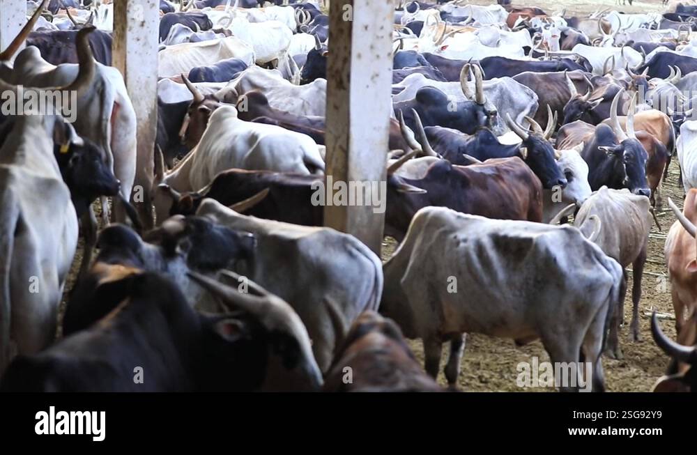 A Hundreds of cows and buffalo's sheltered in cowshed or Goshala Stock ...