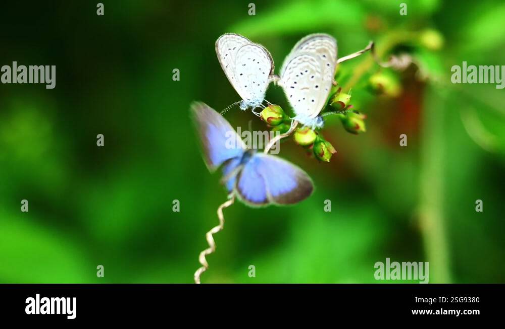 Two Tiny Grass Blue Butterfly mating on tree Stock Video Footage - Alamy
