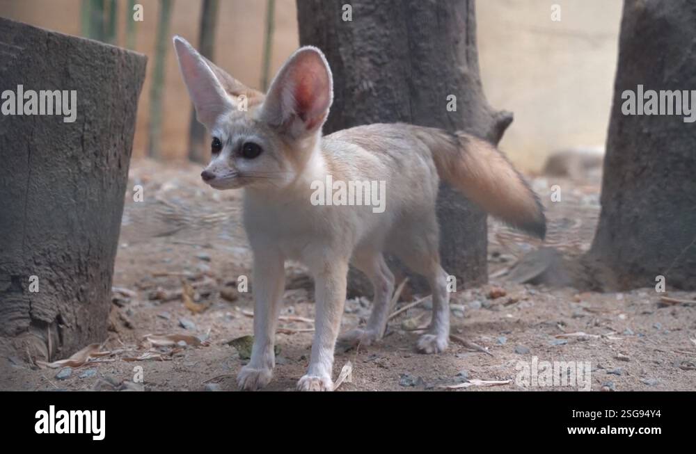 Camera peeking through the cage capturing an curious exotic fennec fox ...