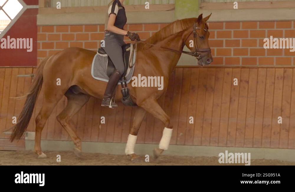 Slow Motion Of A Chestnut Dressage Horse Performing A Trot With Female ...