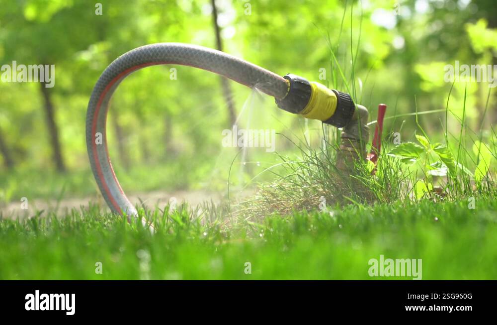 Leaking hose on the grass field. Hole in the pipe, pouring waste of ...