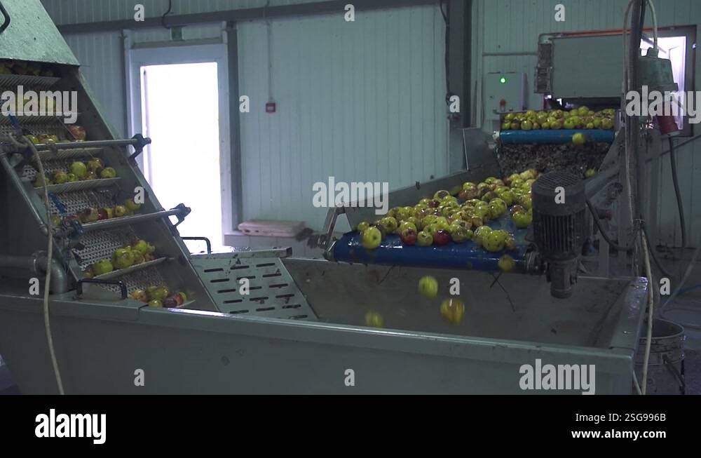 Conveyor equipment sorting out the apples for cider production at the ...