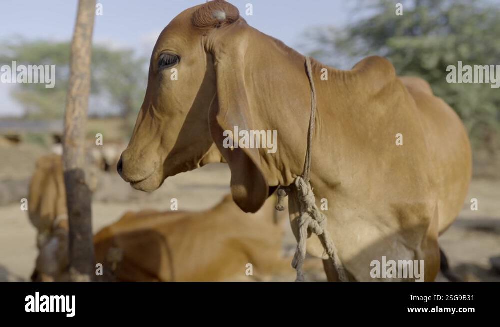Pendulous ears Stock Videos & Footage - HD and 4K Video Clips - Alamy