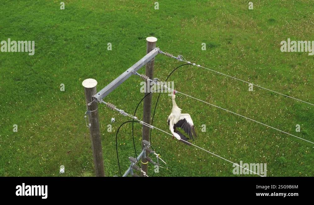 Avian distribution Stock Videos & Footage - HD and 4K Video Clips - Alamy