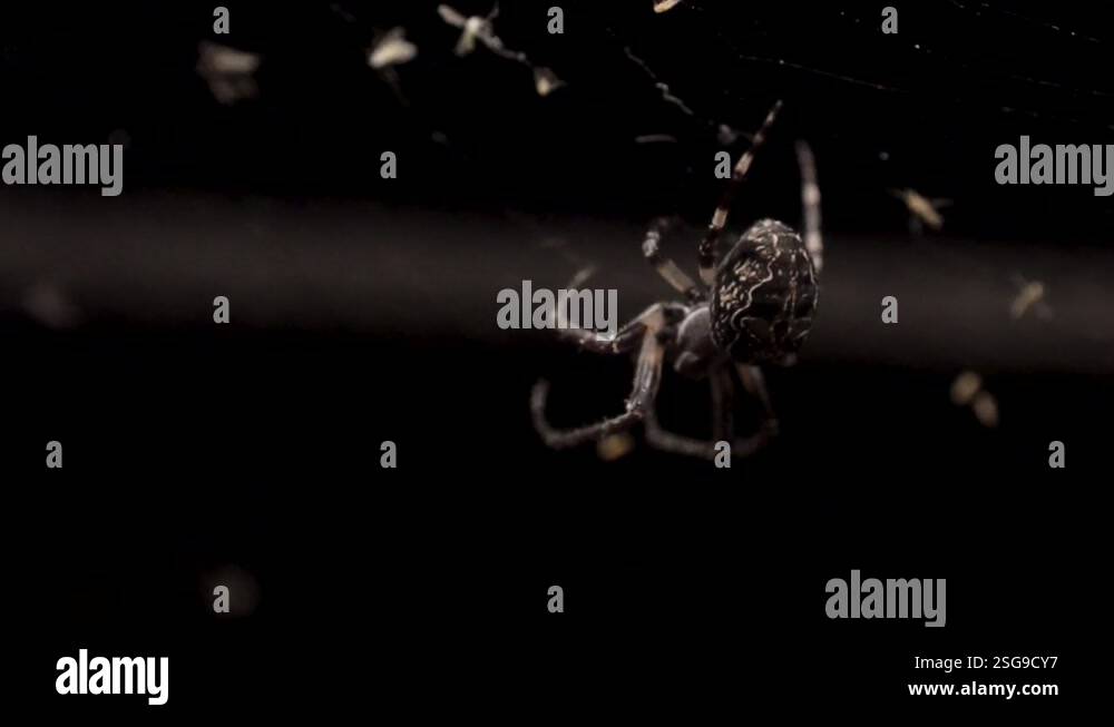 Numerous insects are caught in the web including a mosquito, and a ...