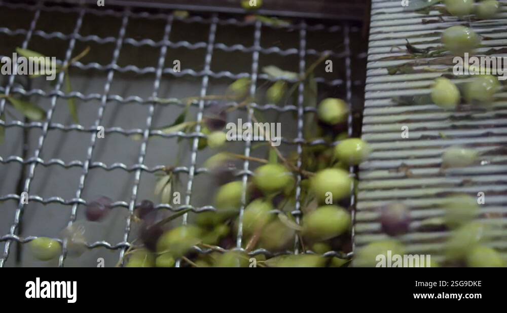 Olive oil factory. Slow motion during the washing olives process in the ...