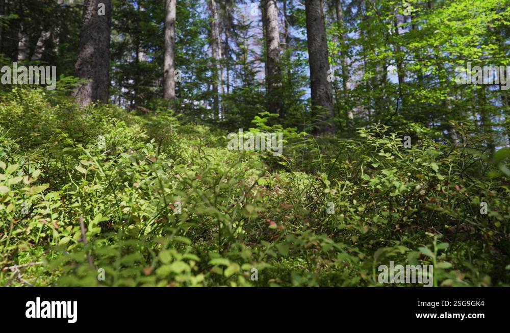 Spruce conifer trees, ferns and other growths, plants, trunks of woods ...
