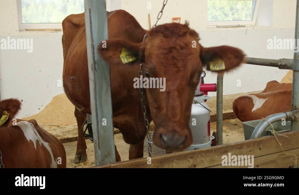 Brown cow in a farm with numbers in ears connected to a milking machine ...