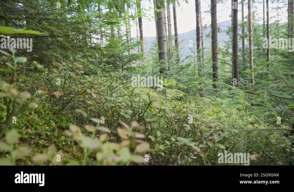 Spruce conifer trees, ferns and other growths, plants, trunks of woods ...