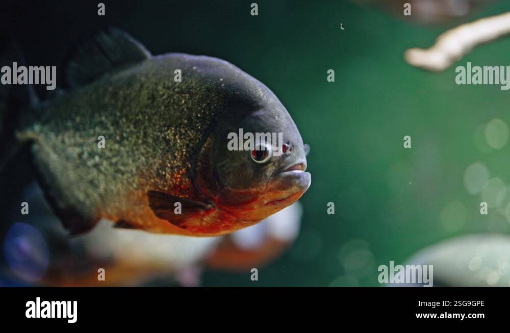 Predatory hungry freshwater red bellied piranha fish swimming in river ...