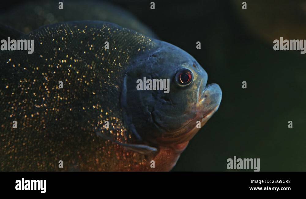 Predatory hungry freshwater red bellied piranha fish swimming in ...