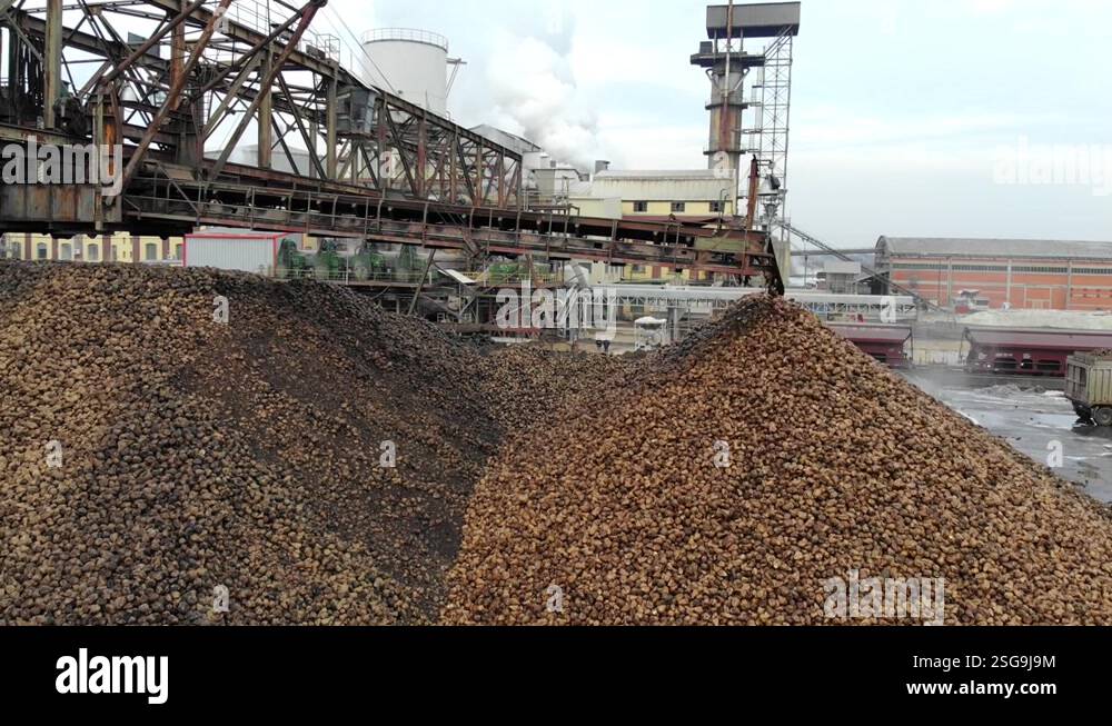 Sugar beet on a conveyor belt transporting to the sugar factory Stock ...