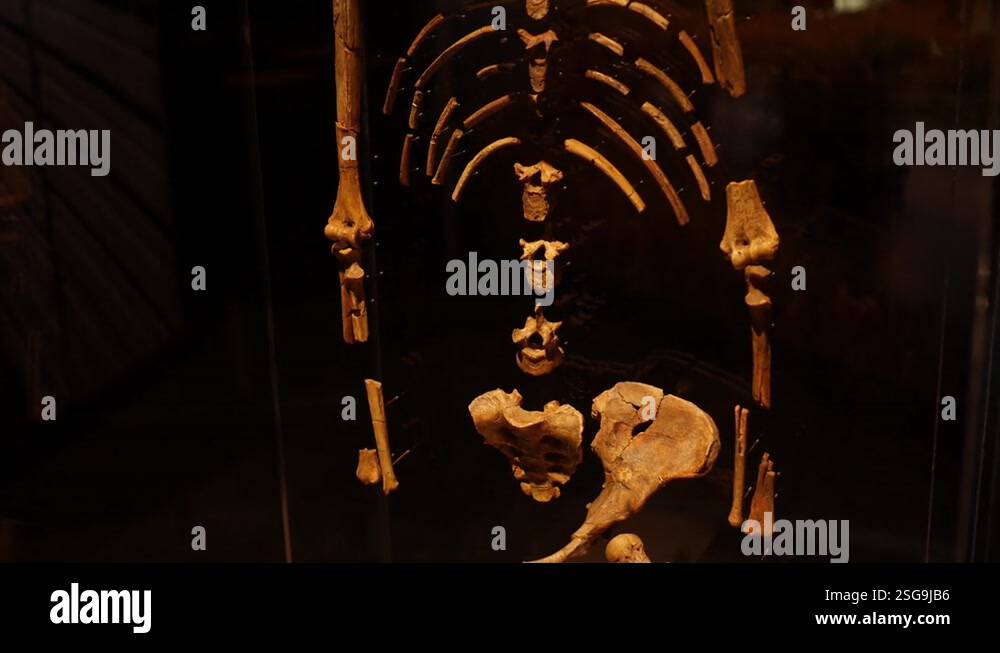 CLEVELAND OH - Circa September 2022 - The Remains of Lucy Skeleton ...