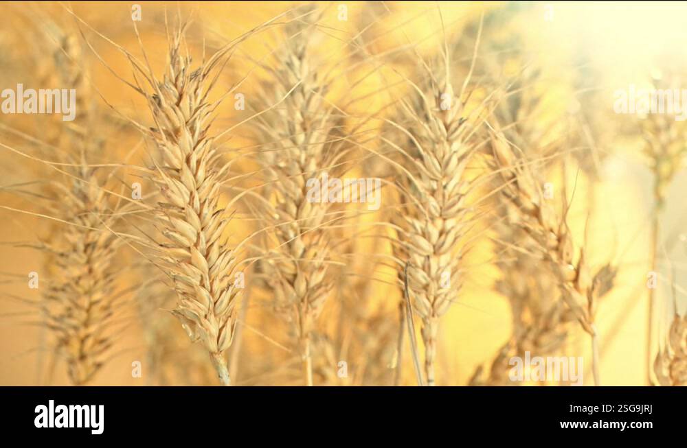 Super Slow Motion Shot of Swaying Fresh Ripe Rye at 1000 fps Stock ...