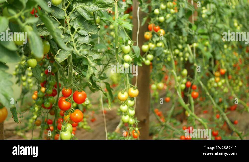 Berry tomatoes Stock Videos & Footage - HD and 4K Video Clips - Alamy