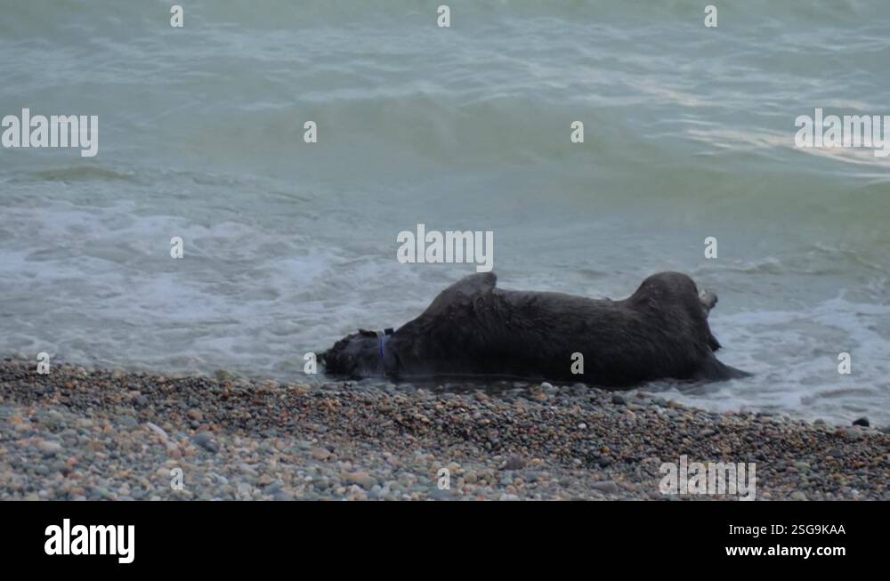 Waves wash over a dead body of drowned black dog on the shore Stock ...