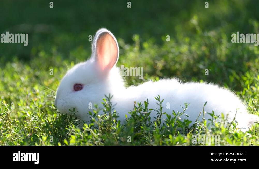 Little white bunny in tall green grass. A beautiful white rabbit in the ...