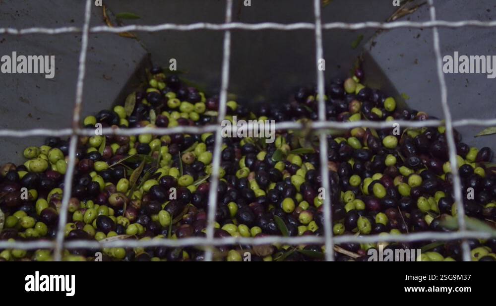 Olives in the big steel container during the crushing process in the ...