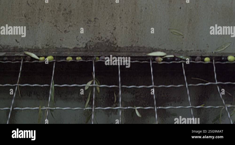 Olives in the big steel container during the crushing process in the ...