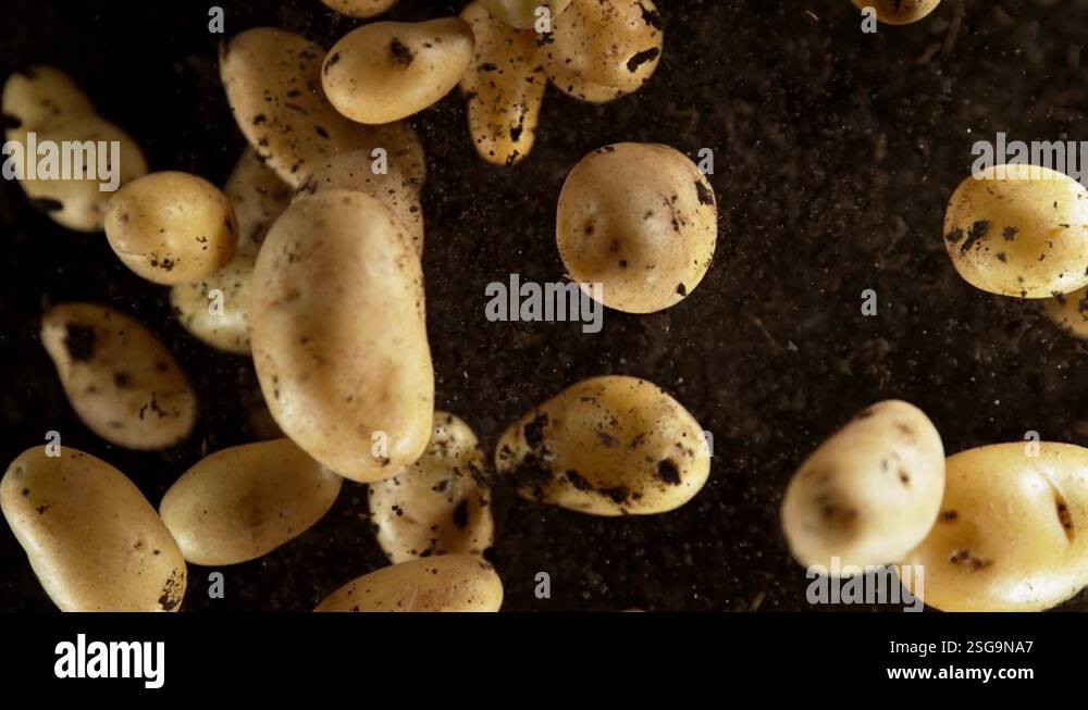 Super Slow Motion Shot of Potatoes Exploded From the Ground Towards ...
