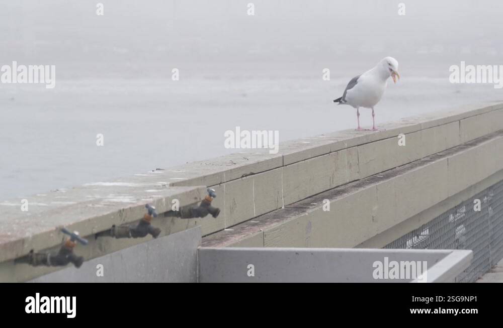 Seagull bird eating fish by water, Ocean Beach pier, foggy California ...