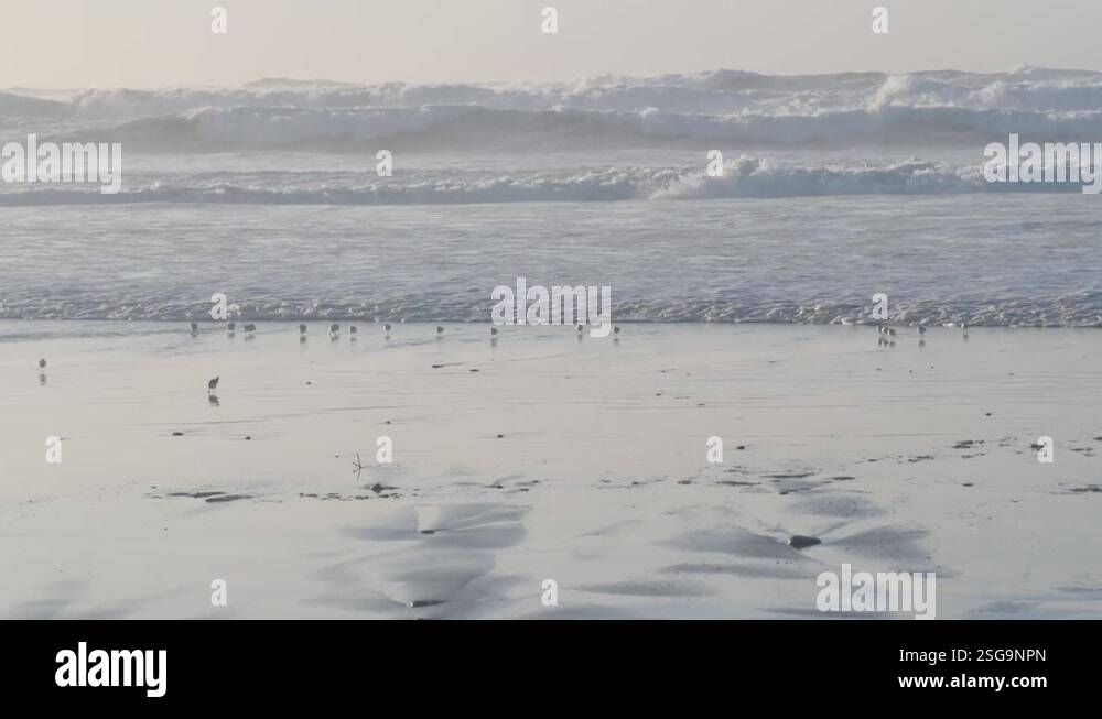 Ocean waves and sandpiper birds run on beach, small sand piper plover ...