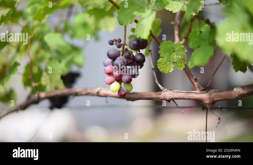 Horizontal vine Stock Videos & Footage - HD and 4K Video Clips - Alamy